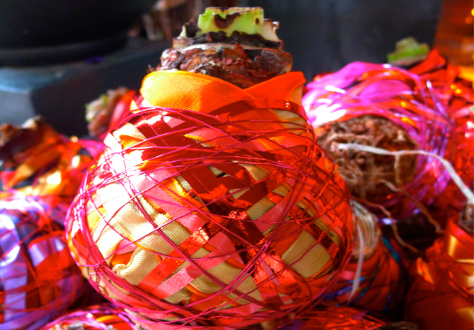 Wrapped amaryllis bulbs for christmas presents | The Womens Room