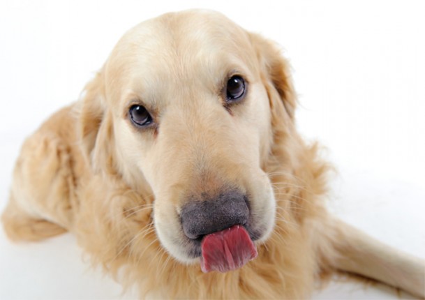 A Dog Walker’s Guide to Surrey, by Benson (a dog) | The Womens Room